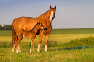 100+ Horse names for Mares