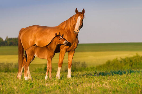 100+ Horse names for Mares
